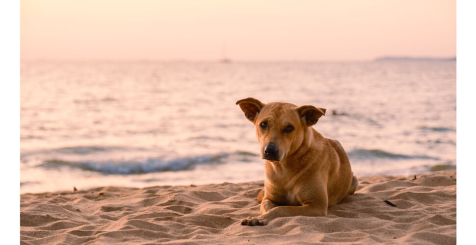 Going to the Beach? Make sure your Pooch is Protected - Pretty Pooch
